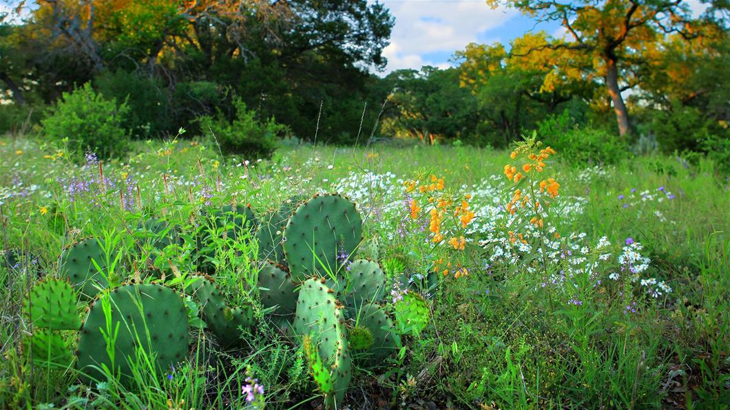 Bryson, Leander, Perry Homes | Properties NEO